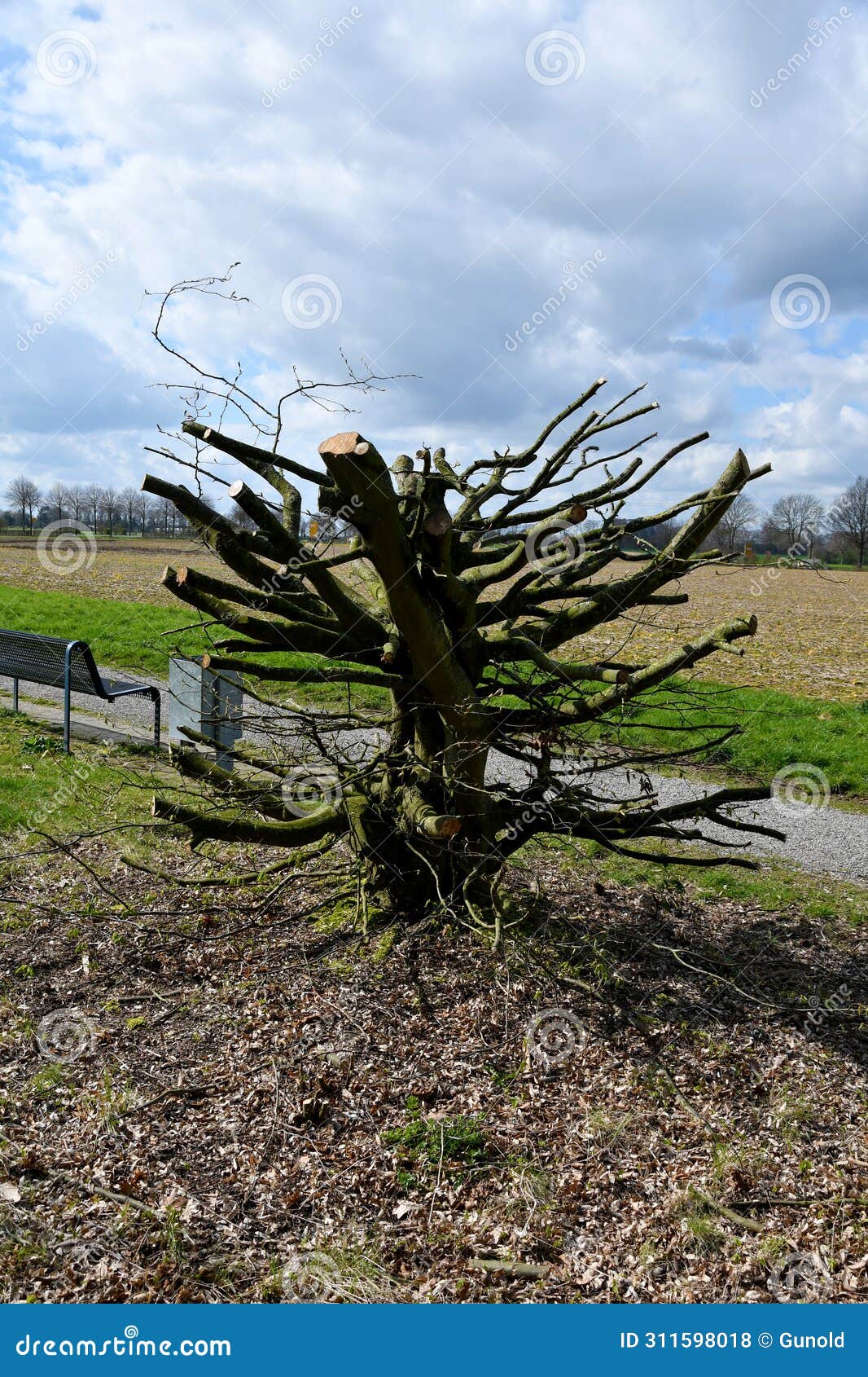 Radical Tree Pruning in Spring Stock Photo - Image of leaf, spooky ...