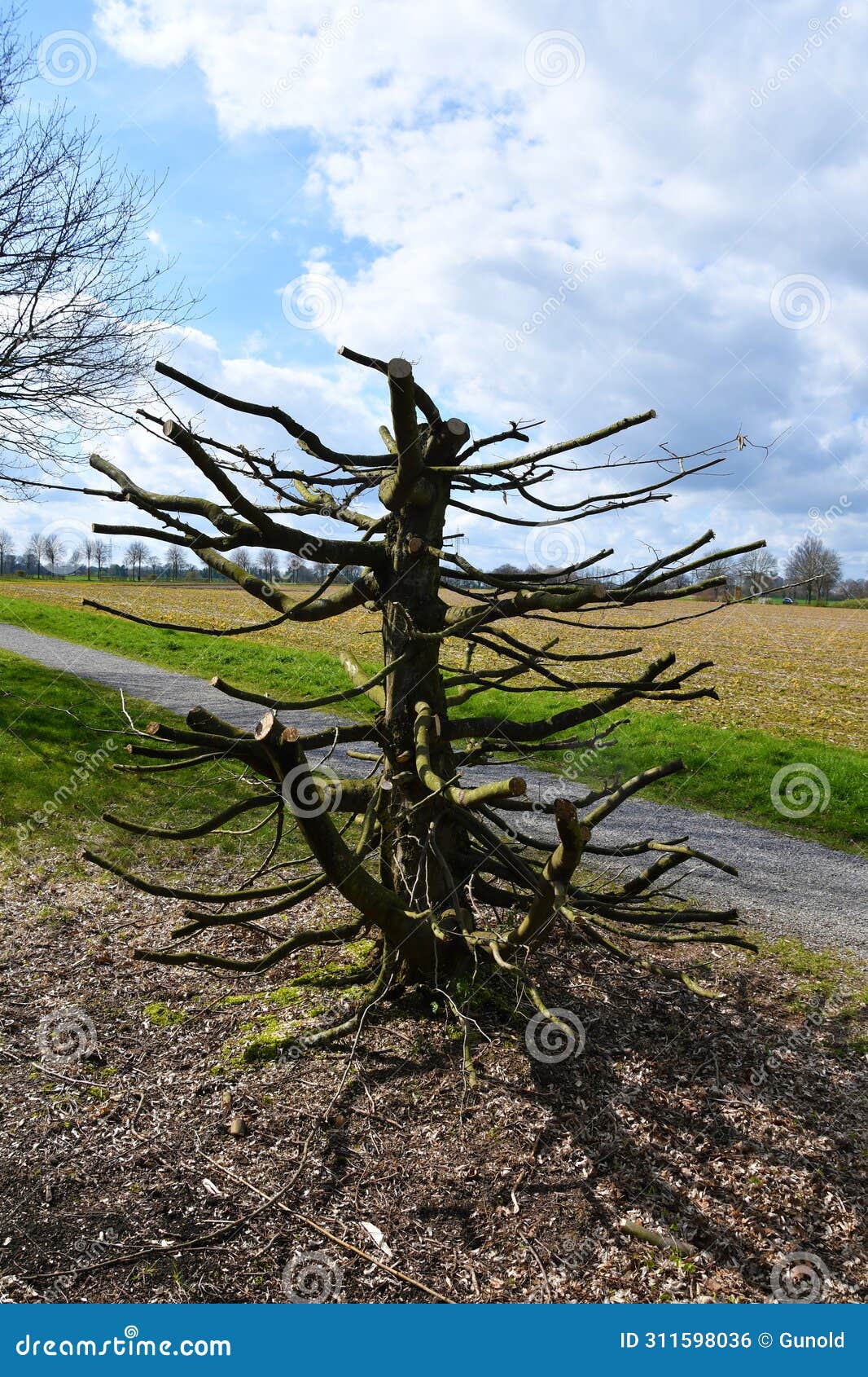 Radical Tree Pruning in Spring Stock Photo - Image of growth, spring ...
