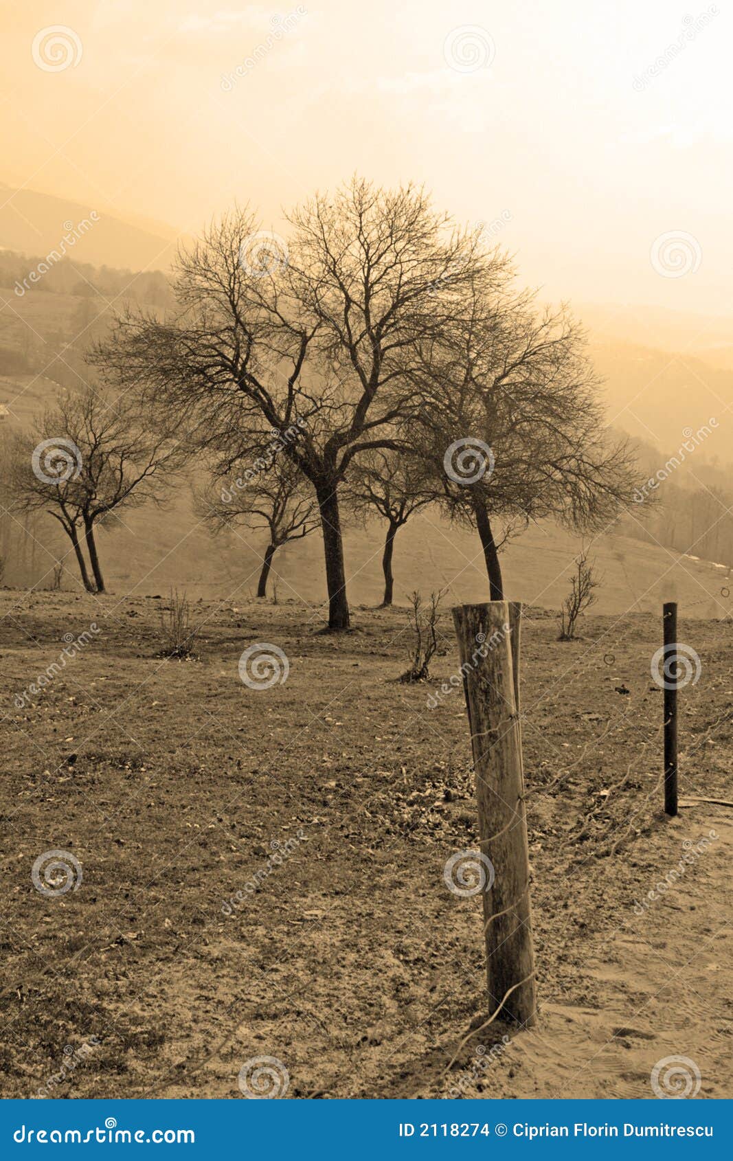 Tree in sepia stock photo. Image of romania, shadow, hills - 2118274