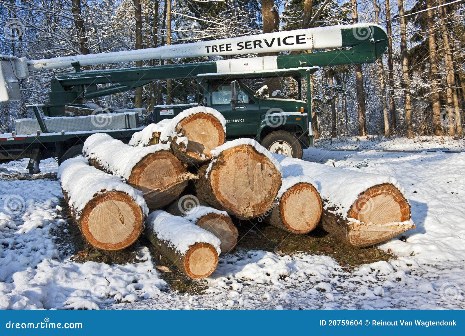 Tree service stock photo. Image of rings, arborists, harvest - 20759604