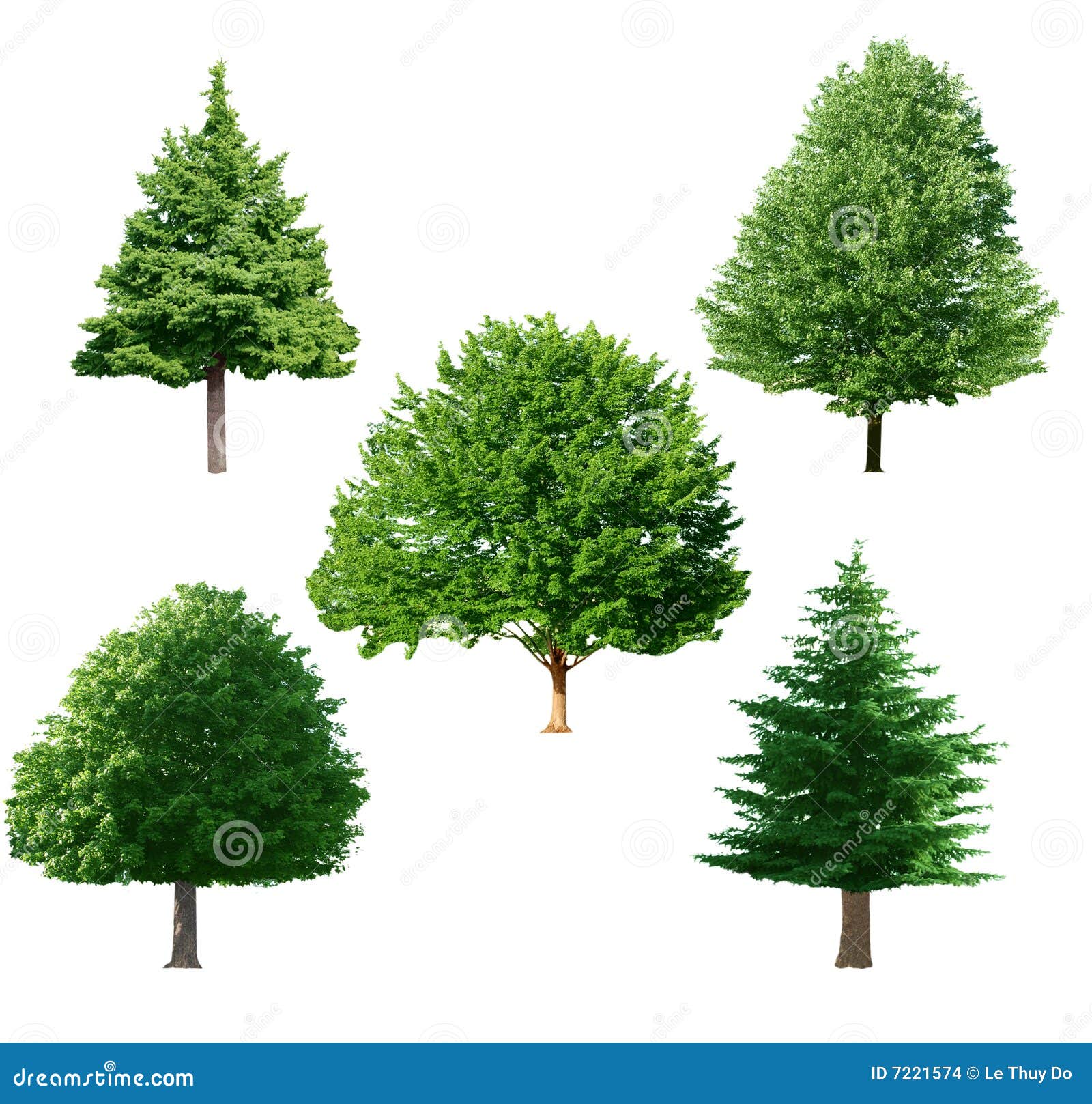 Tree set stock photo. Image of fall, growth, juglans, maple - 7221574