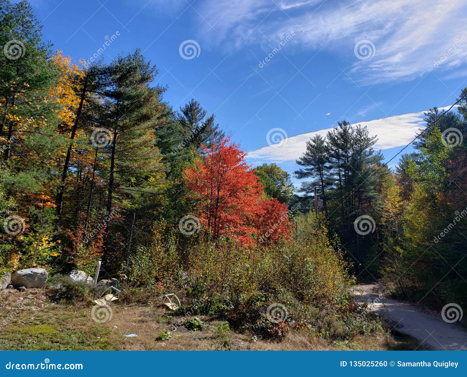 Tree set ablaze stock photo. Image of tree, ablaze, deep - 135025260