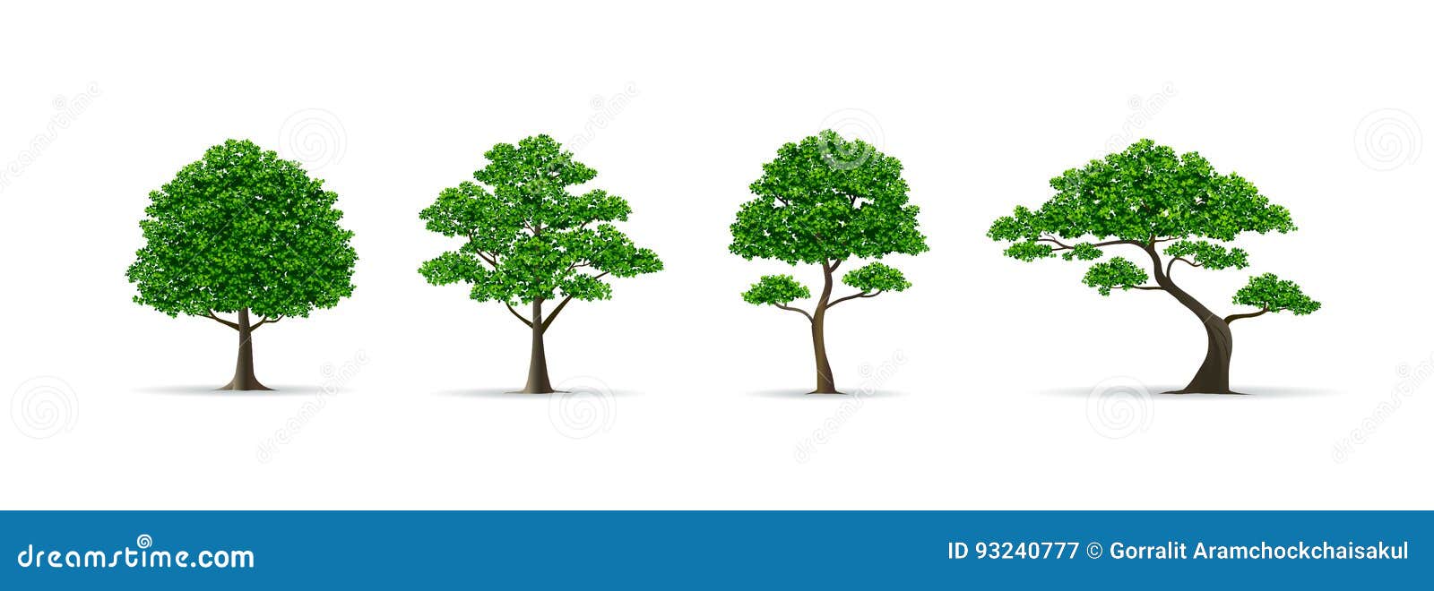 Realistic Yew Tree Illustration On White Background Royalty-Free ...