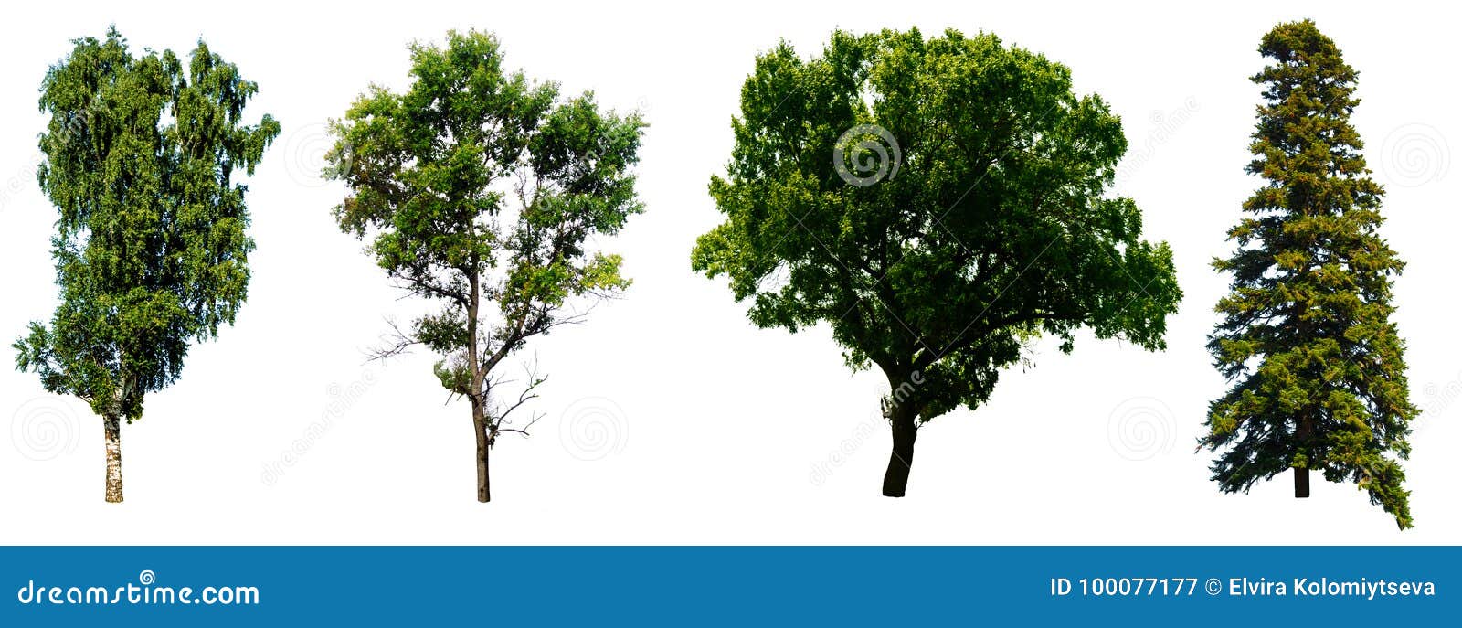 Tree set stock image. Image of garden, growth, individual - 100077177