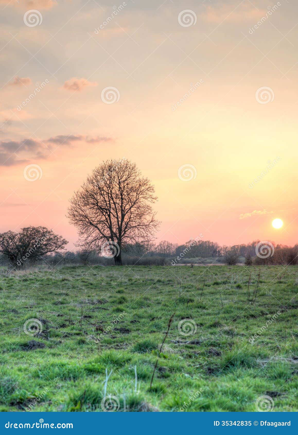 Tree and the setting sun stock image. Image of dusk, scene - 35342835