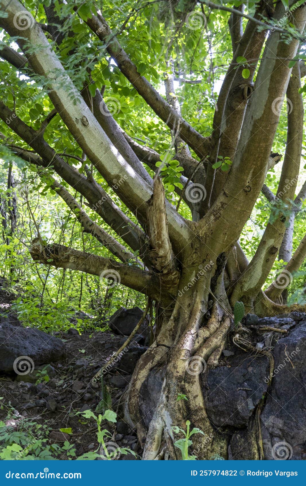 Tree with Several Branches, Cactus Growing at the Roots, Mexico ...