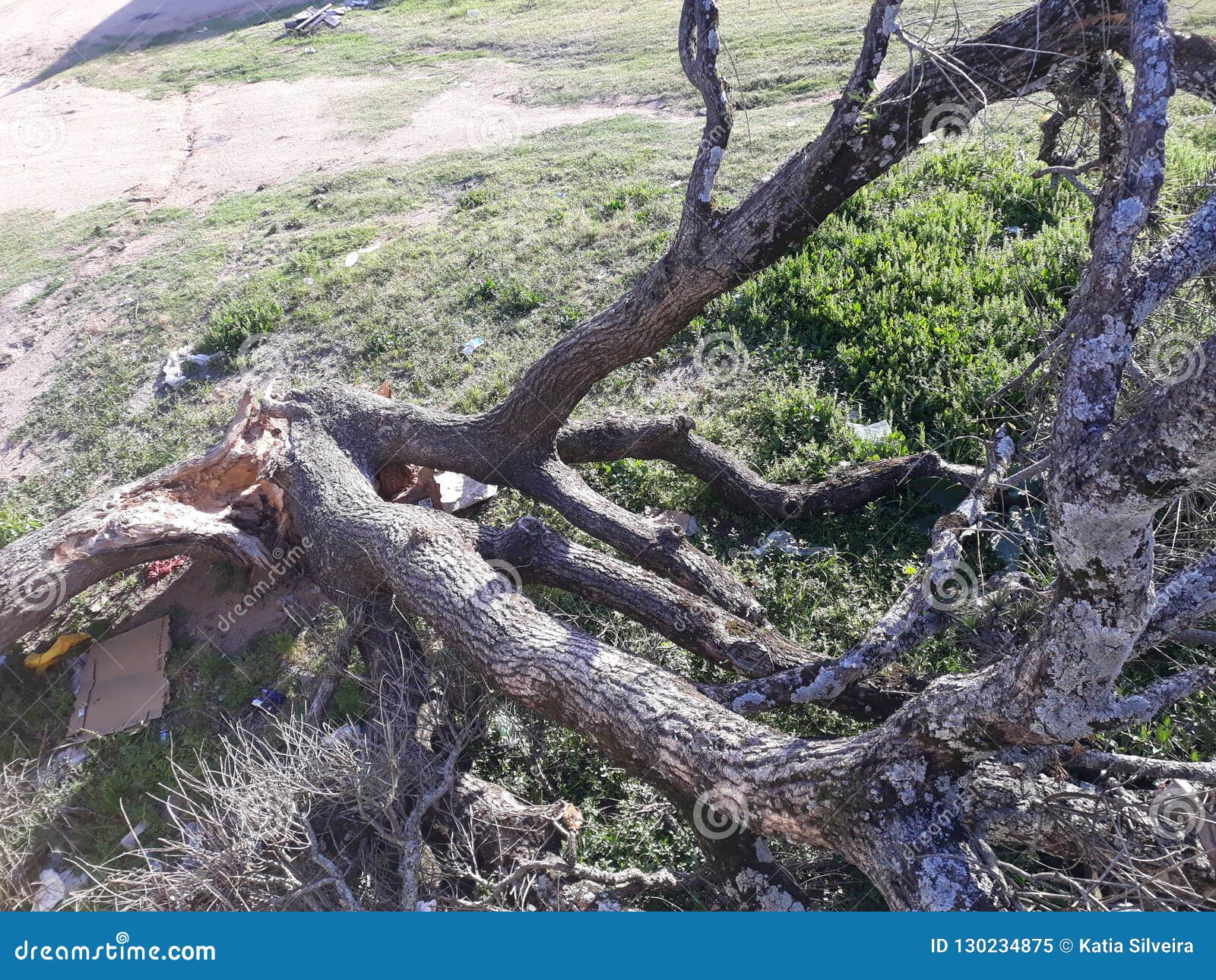 Dead vegetation stock image. Image of fallen, tree, dead - 130234875