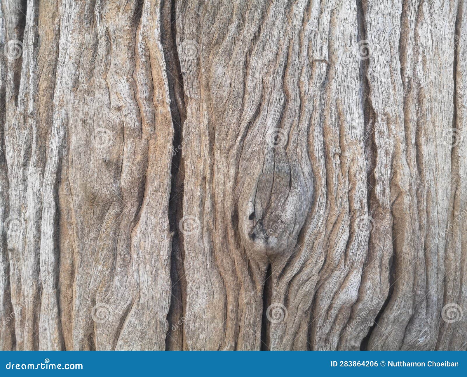 A Tree that is Several Hundred Years Old Often Exhibits a Remarkable ...