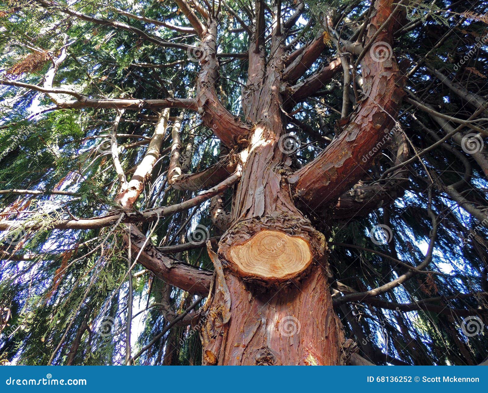 Tree with severed limb stock photo. Image of limb, peeling - 68136252
