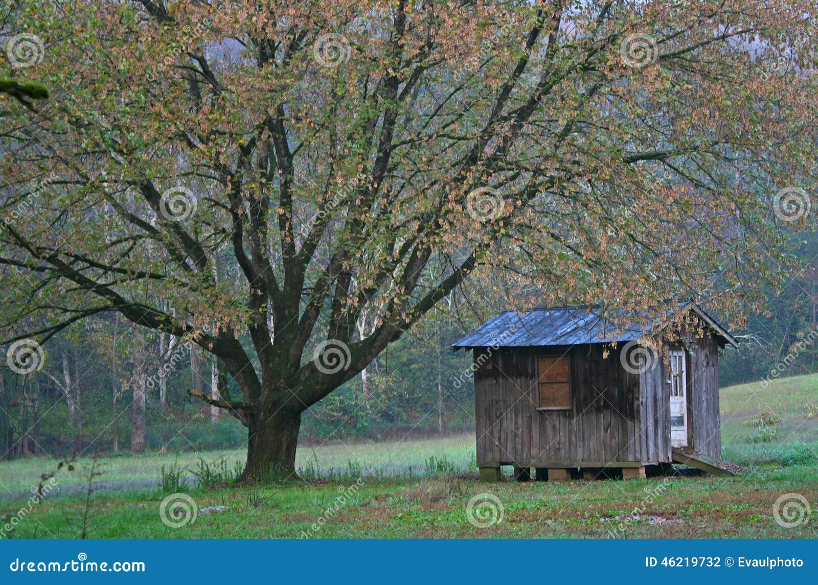 Tree & Shack stock photo. Image of shack, storage - 46219732