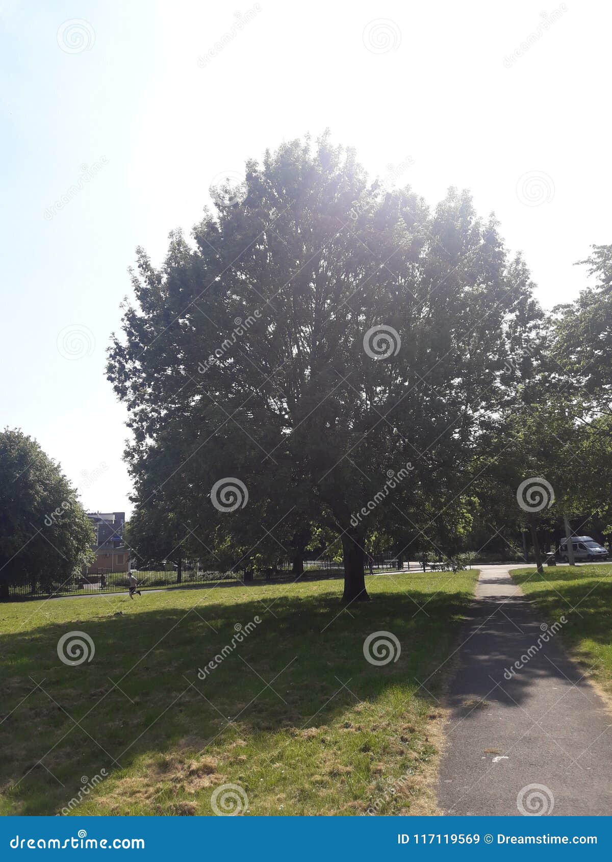 Tree stock image. Image of tree, shade, park - 117119569