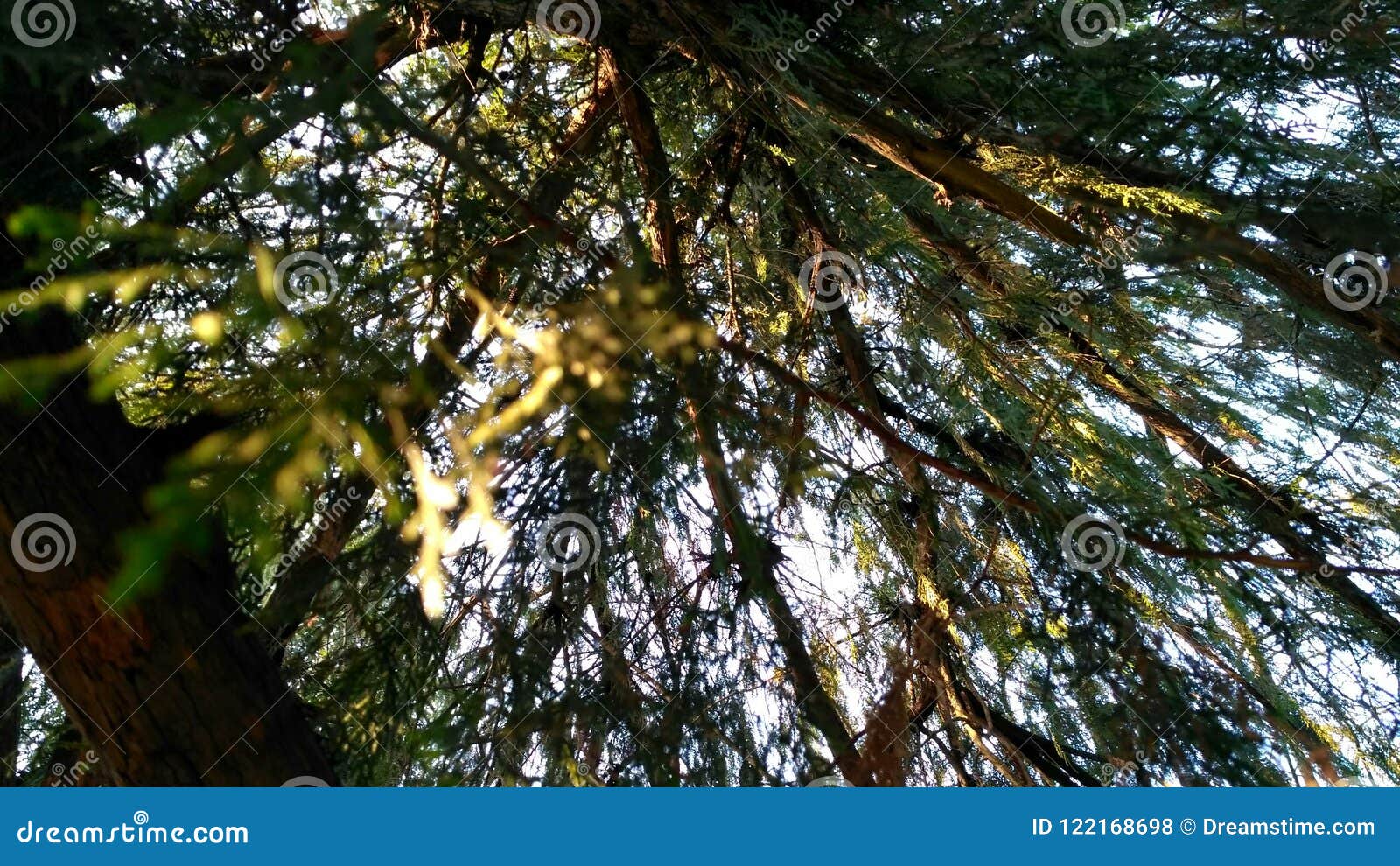 Tree shade stock photo. Image of tree, branch, shade - 122168698