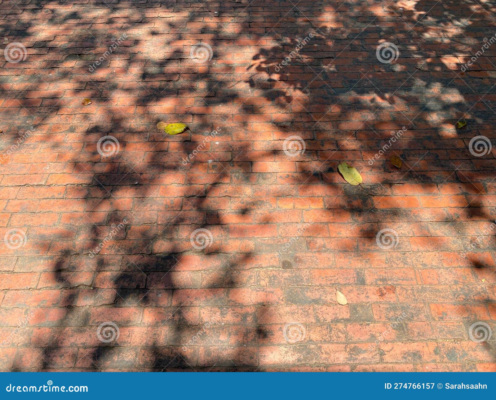 Tree Shade on Bricks As Floor Tile. Stock Image - Image of bricks ...