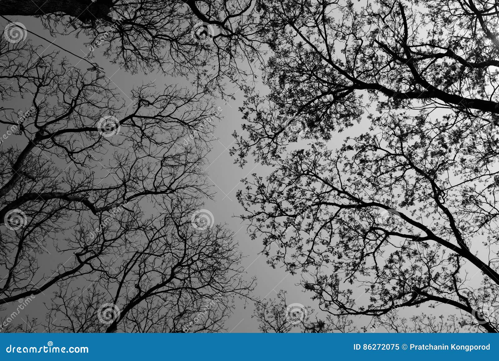 Tree shade stock image. Image of park, wood, forest, grow - 86272075