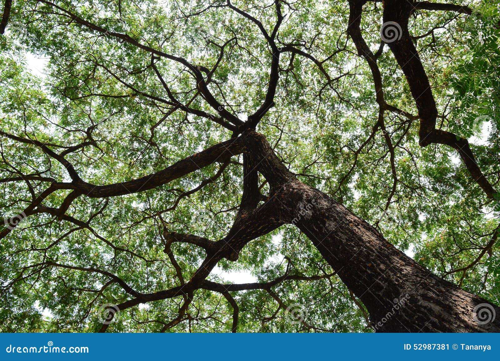 Tree shade stock image. Image of green, treeshade, shade - 52987381