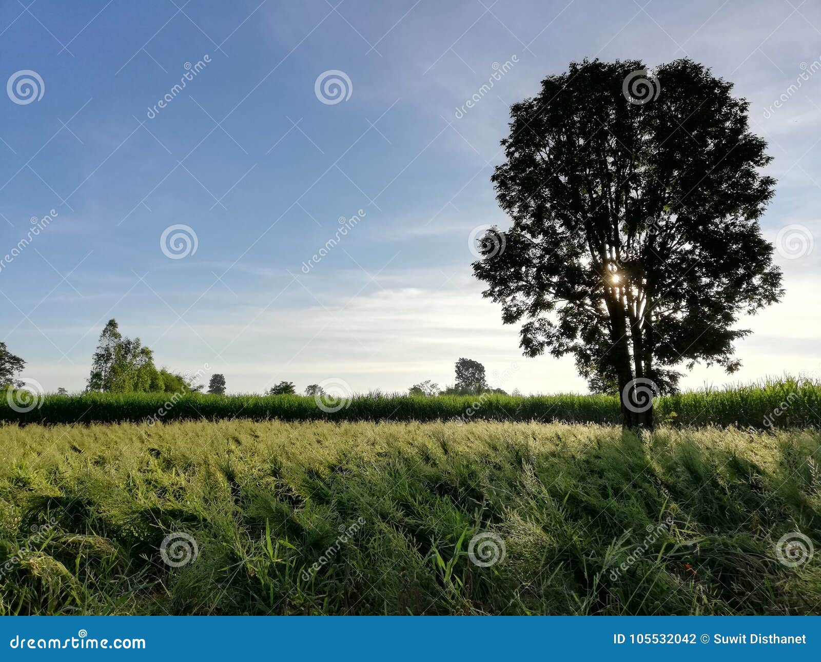 Tree Shading on Grass Field Stock Photo - Image of shadow, shading ...