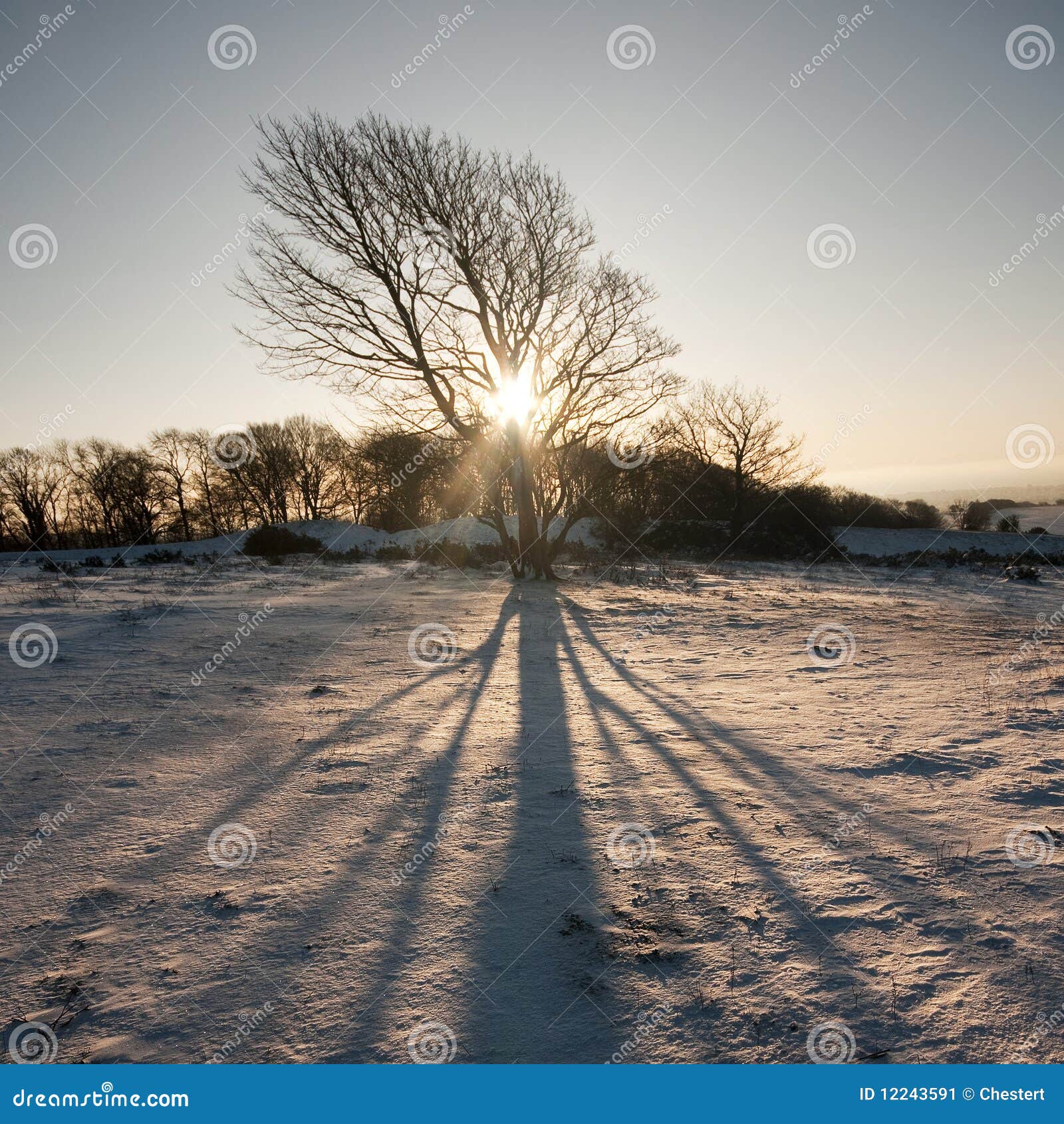 Tree shadow stock image. Image of scape, tree, sunset - 12243591