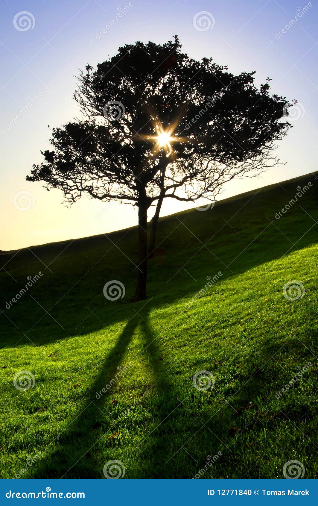 Tree with shadow stock photo. Image of nature, landscape - 12771840