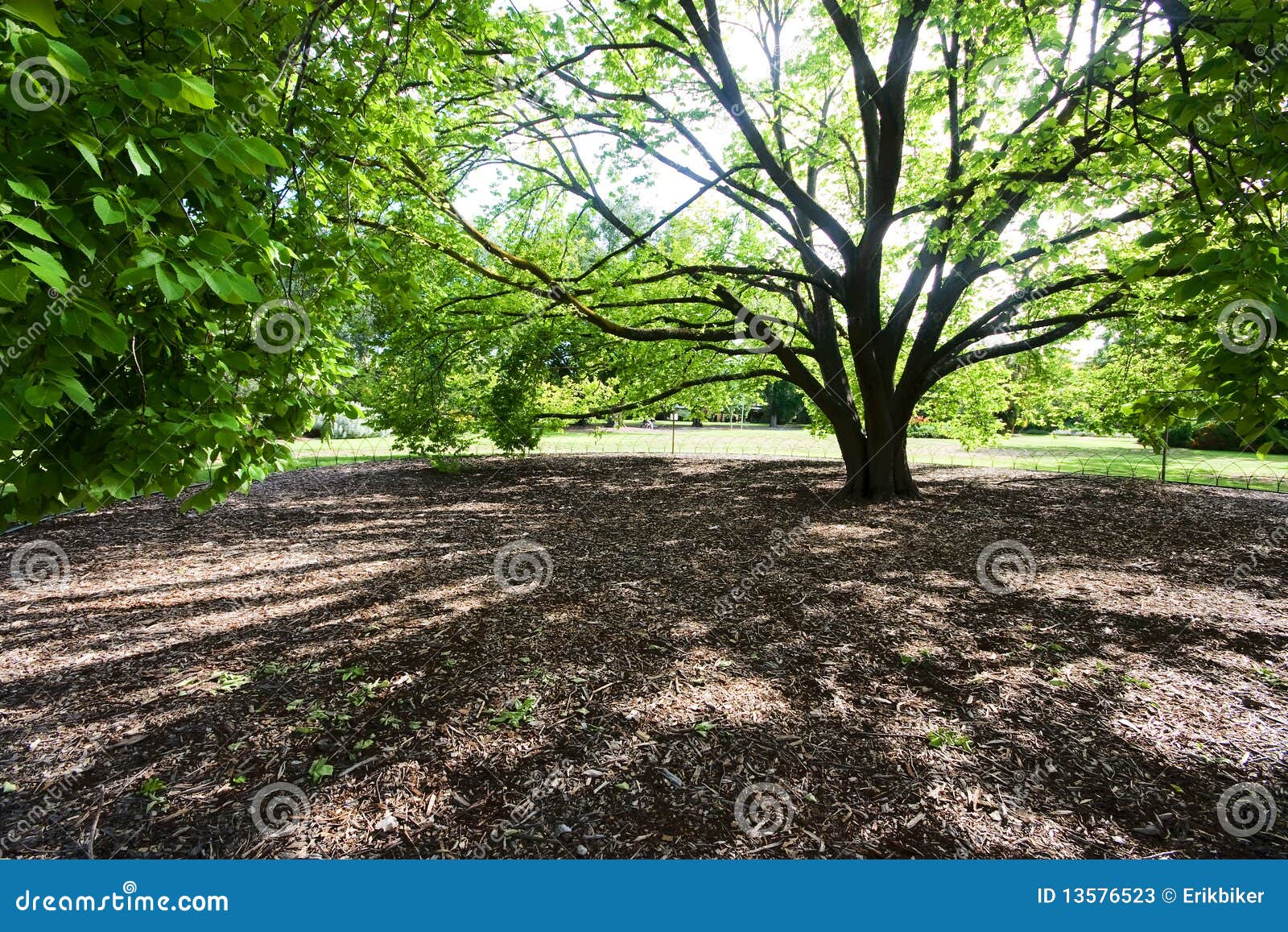 Tree shadow stock image. Image of perspective, park, shadow - 13576523