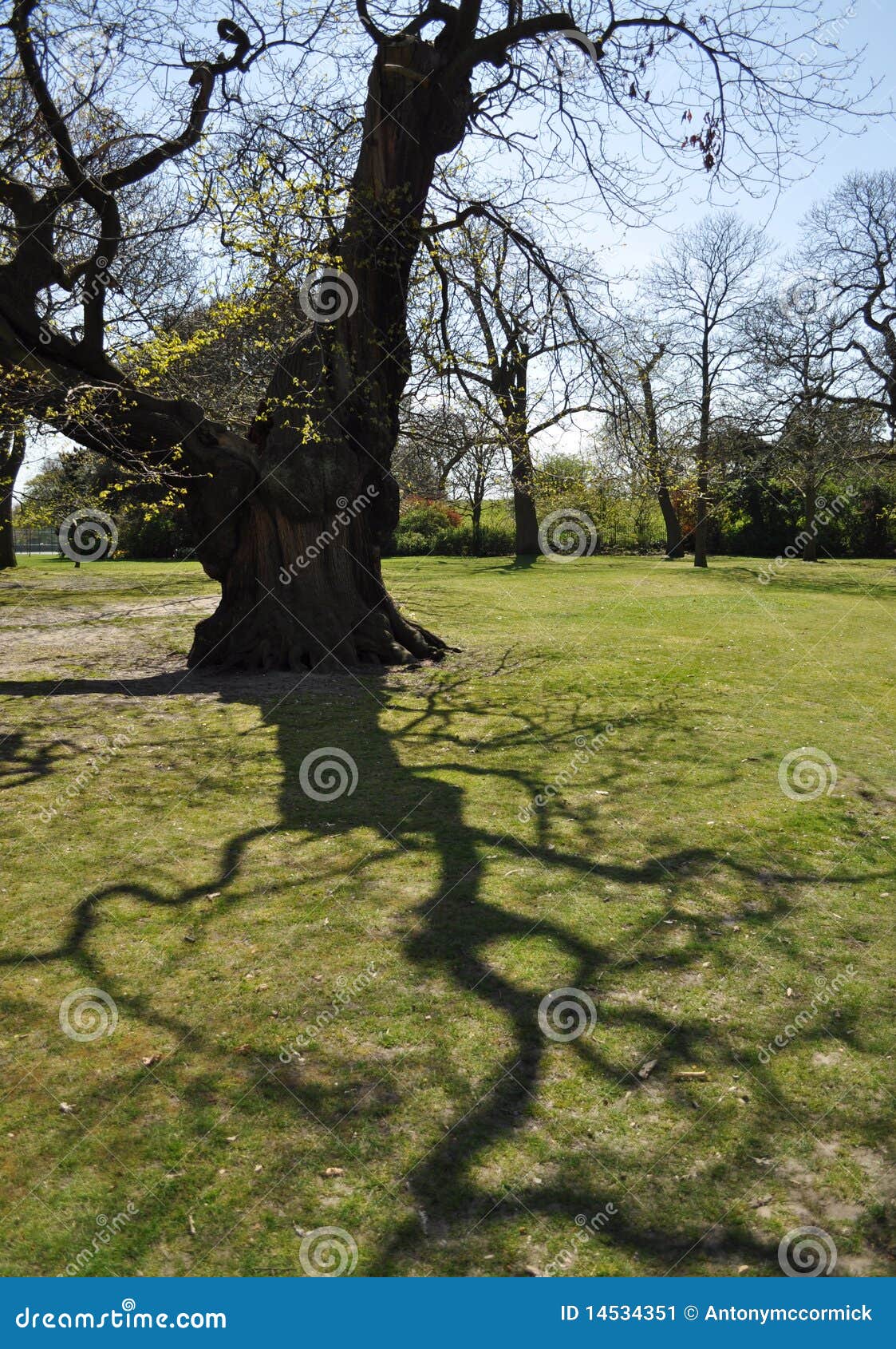 Tree Shadow On The White Wall Royalty-Free Stock Photo | CartoonDealer ...