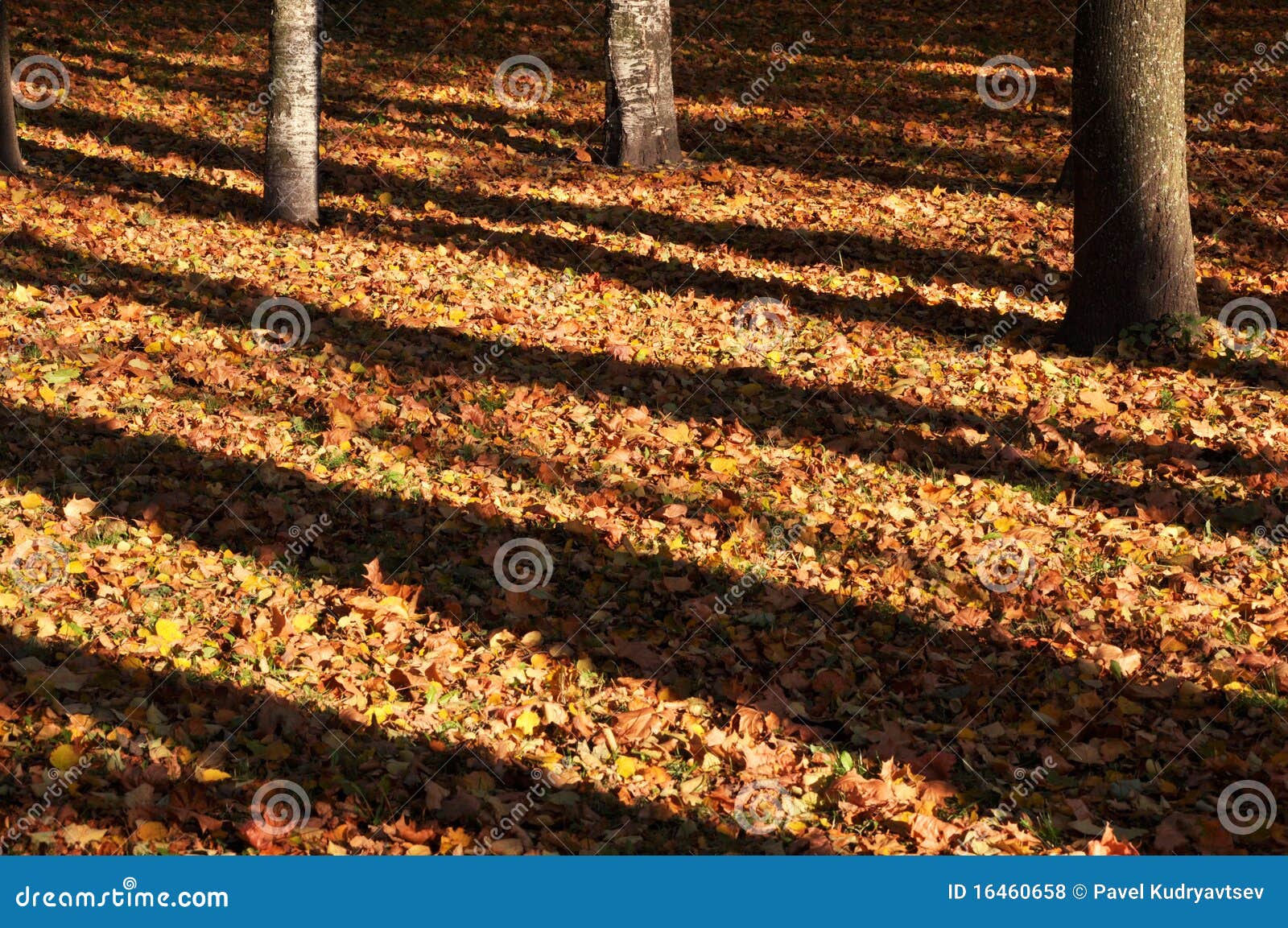 Tree Shadow stock photo. Image of travel, autumn, green - 16460658