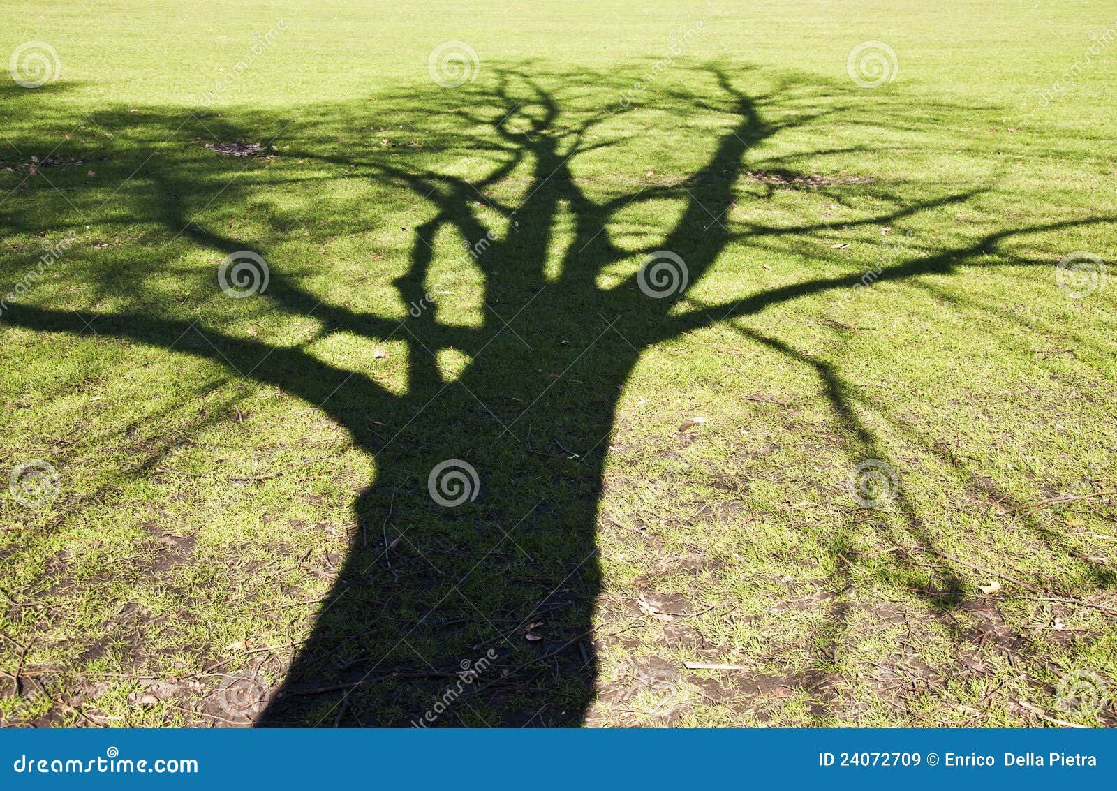 Tree shadow stock image. Image of outdoor, landscape - 24072709