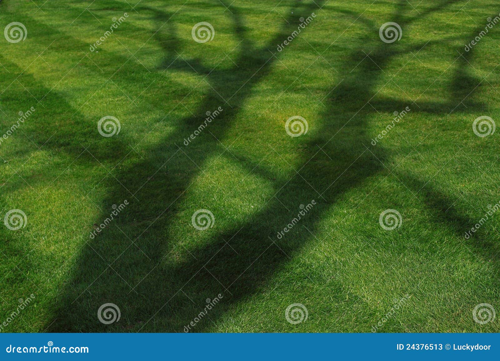Tree Shadow on Green Lawn stock image. Image of lawn - 24376513