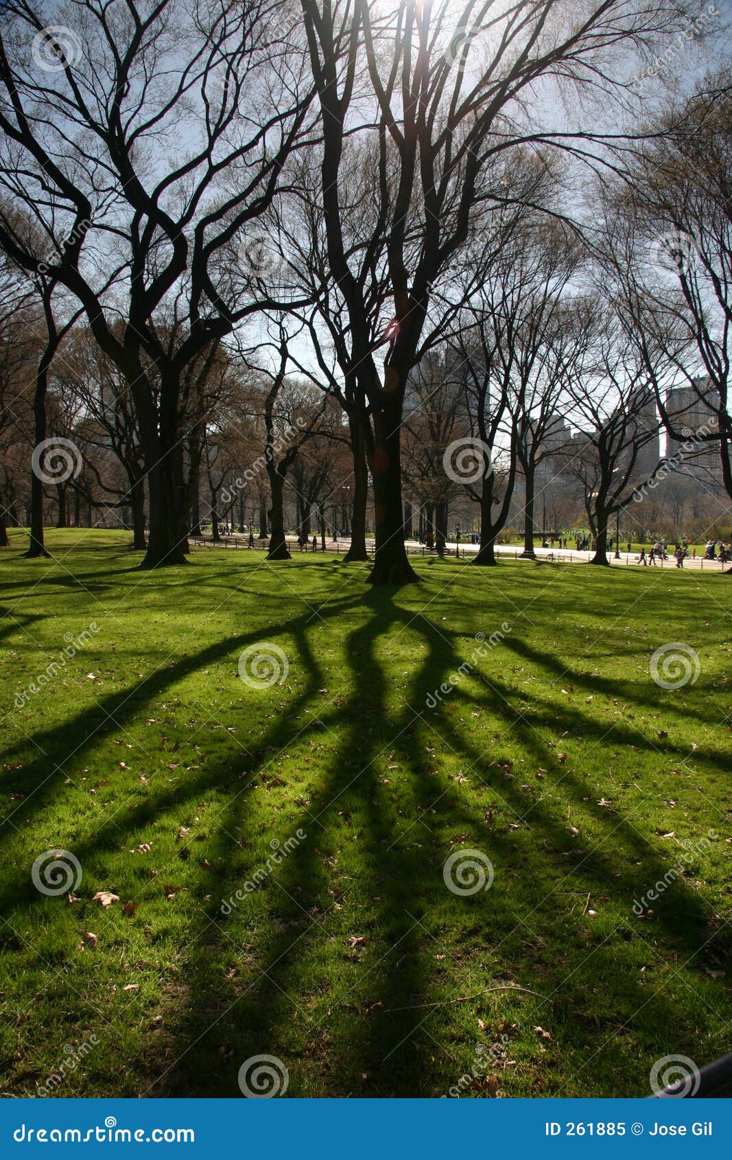 Tree with Shadow stock image. Image of tree, central, park - 261885