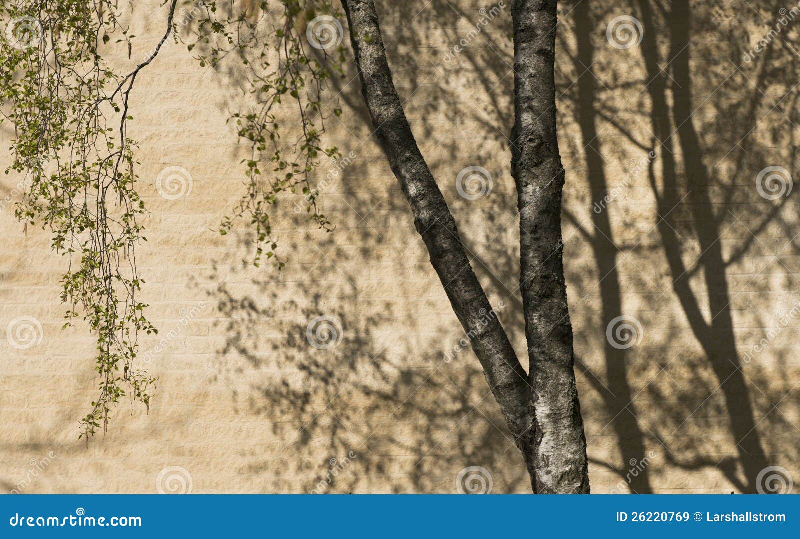 Tree and shadow stock image. Image of yellow, background - 26220769