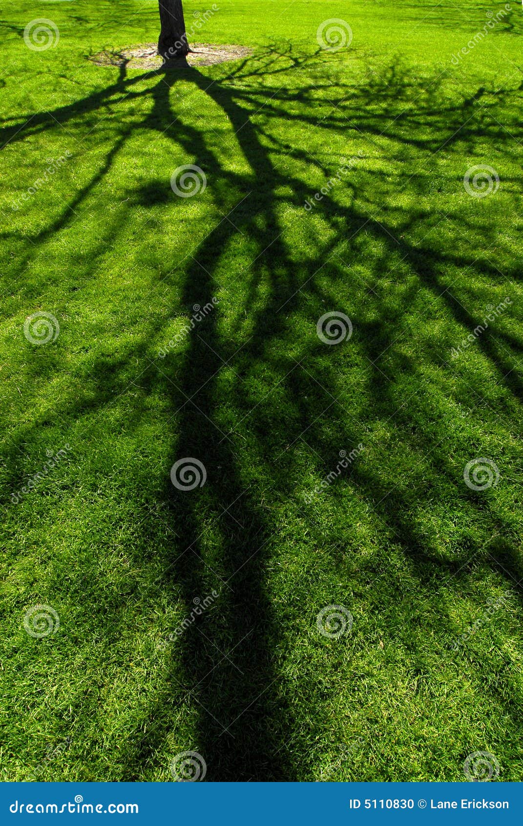 Tree Shadow stock photo. Image of pattern, shade, spring - 5110830