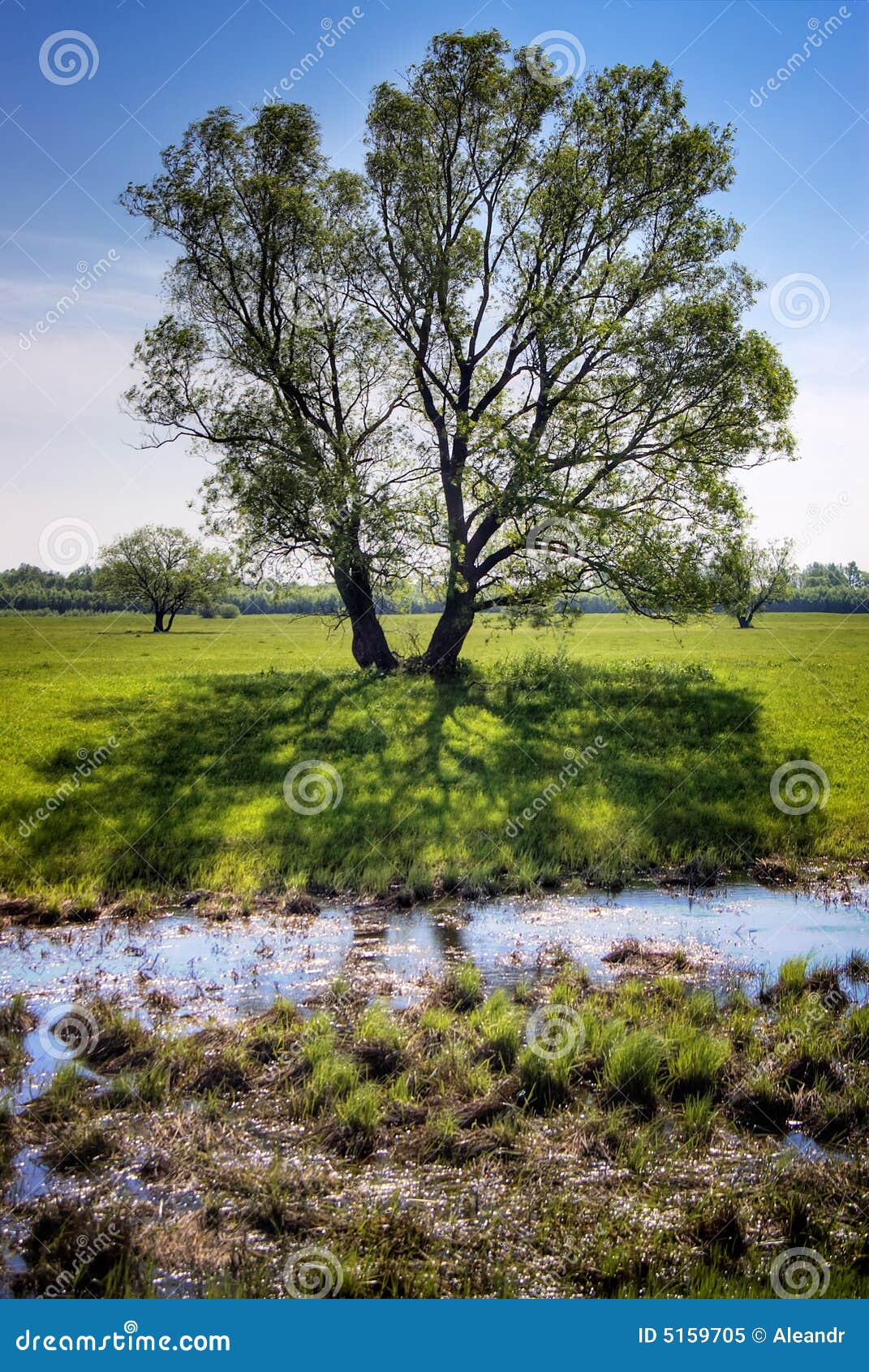 Tree with shadow stock image. Image of sunny, nature, beautiful - 5159705
