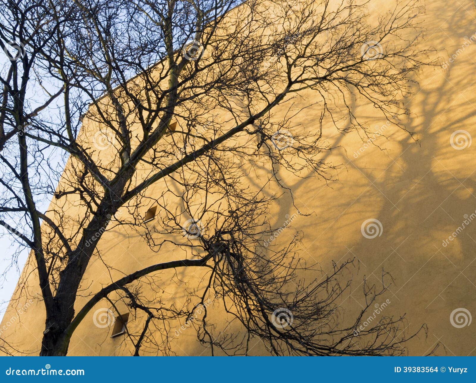 Tree and shadow stock photo. Image of nature, branch - 39383564