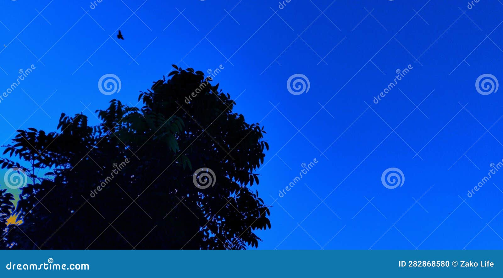 Tree Shadow Bird Baground Blue Sky Stock Photo - Image of bird, shadow ...