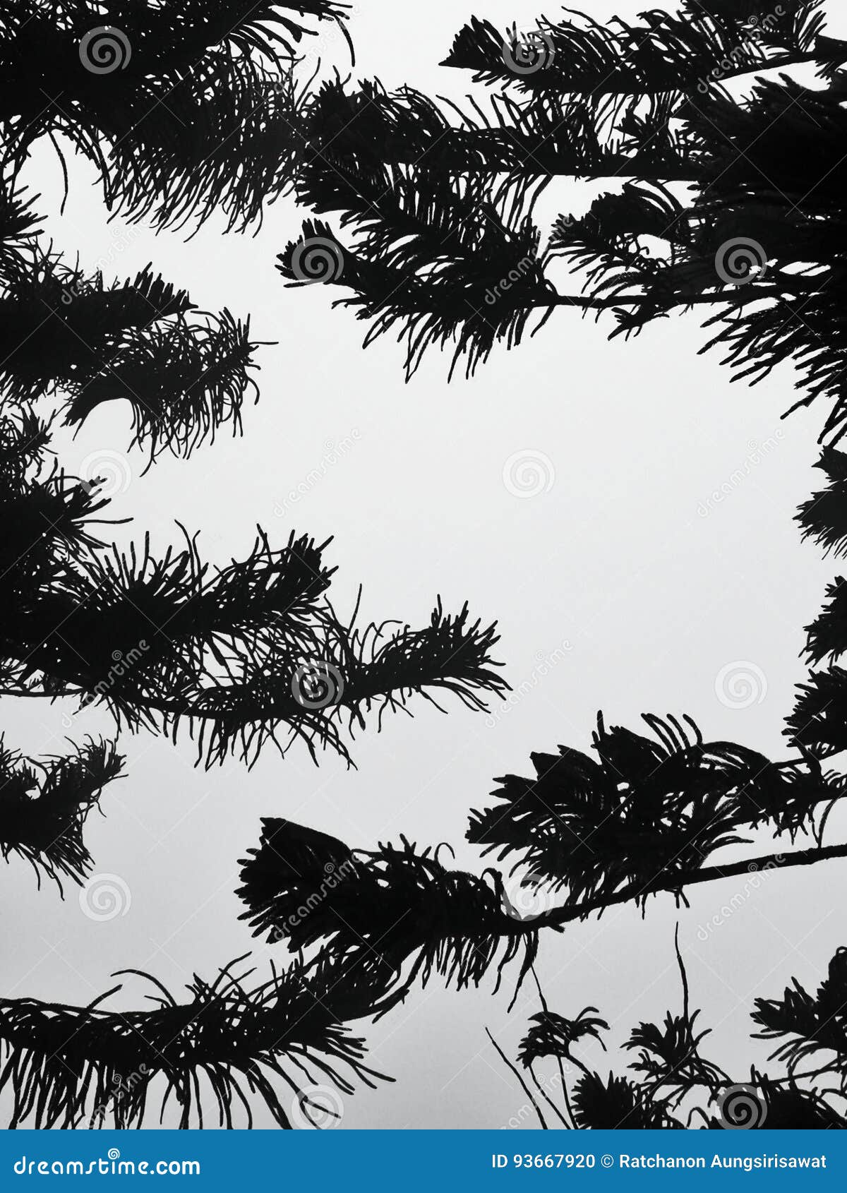 Tree Shadow stock photo. Image of tree, black, forest - 93667920