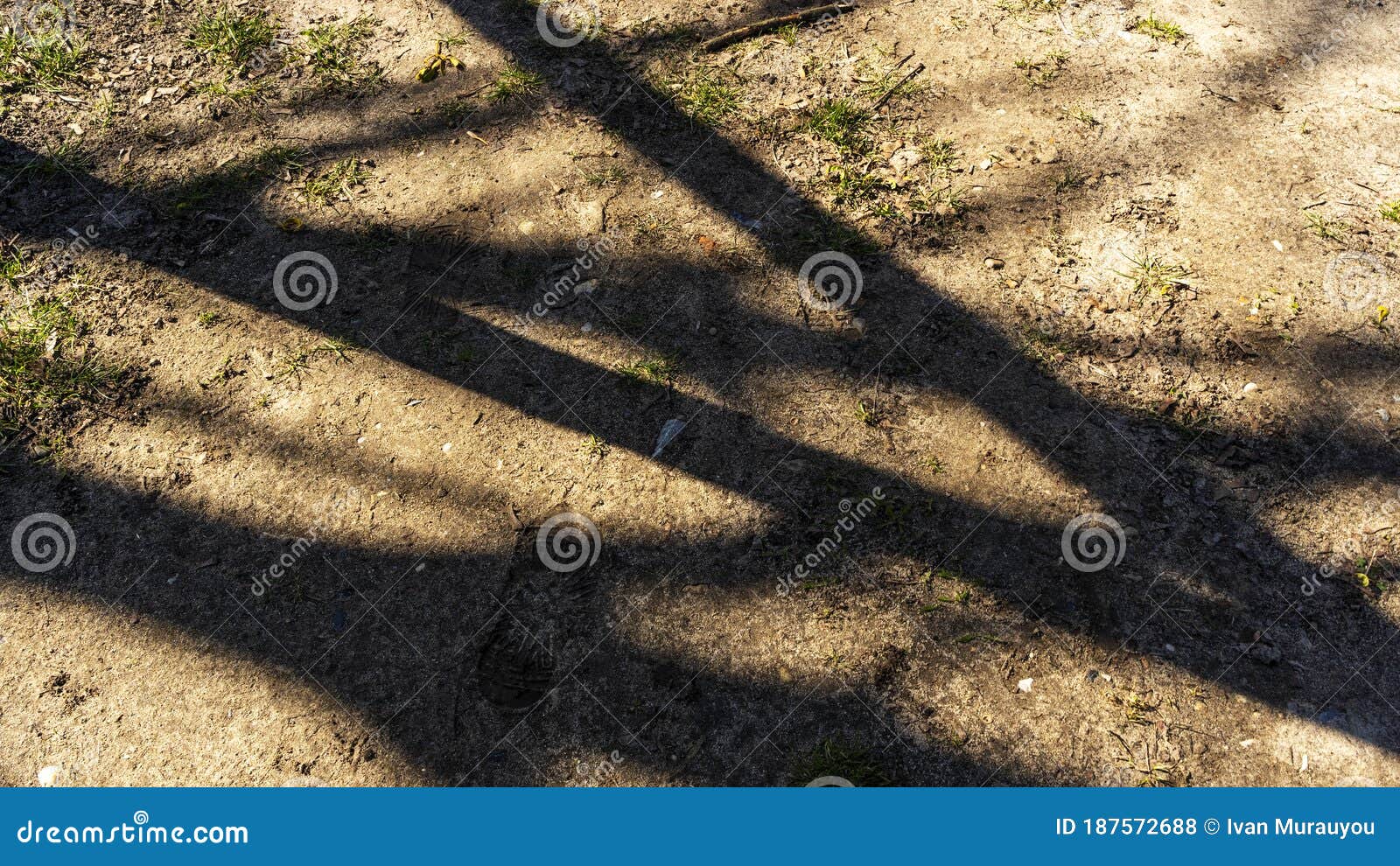 The Tree Shadow Cast on the Ground. Shadow of Tree on Earth Stock Photo ...
