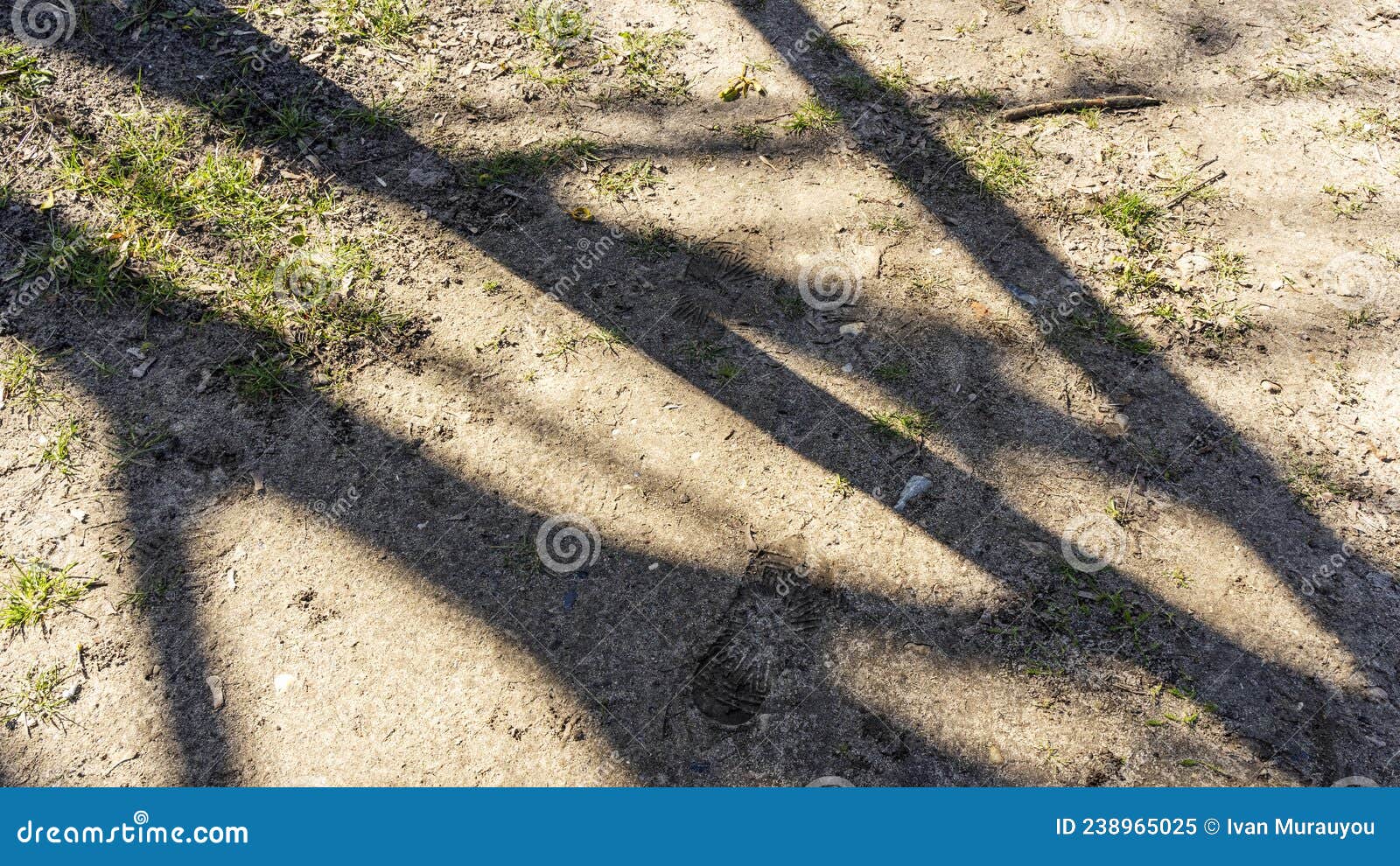 The Tree Shadow Cast on the Ground. Shadow of Tree on Earth Stock Image ...