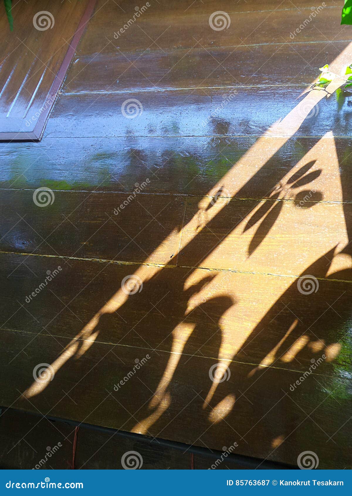 Tree Shadow and Sun Light on Wooden Window and Wall Stock Image - Image ...