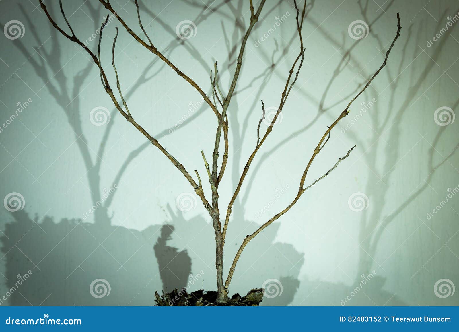 Tree Shadow Effect Background Stock Photos - Download 4,051 Royalty ...