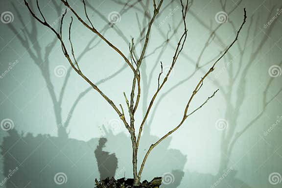 Tree with Shadow Effect Background Stock Photo - Image of texture ...
