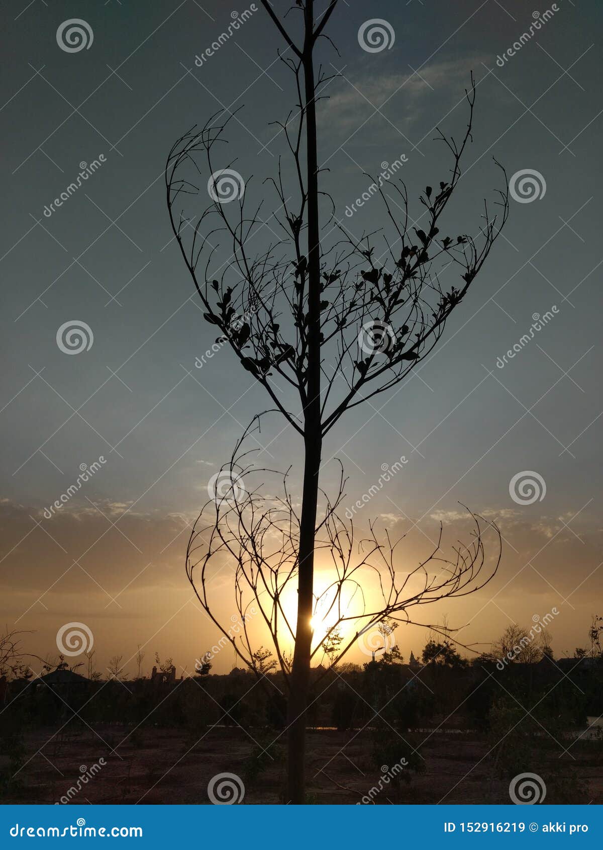 Tree shadow stock image. Image of dark, shadow, sunset - 152916219