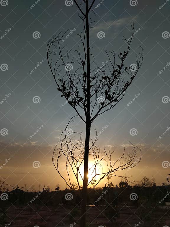 Tree shadow stock image. Image of dark, shadow, sunset - 152916219