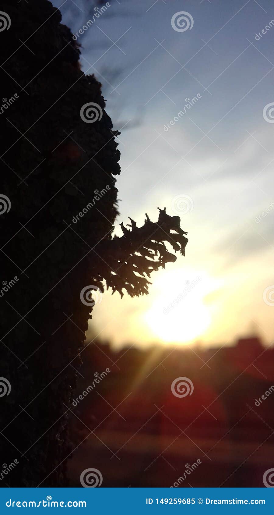 Tree shadow stock image. Image of sunset, shadow, evening - 149259685
