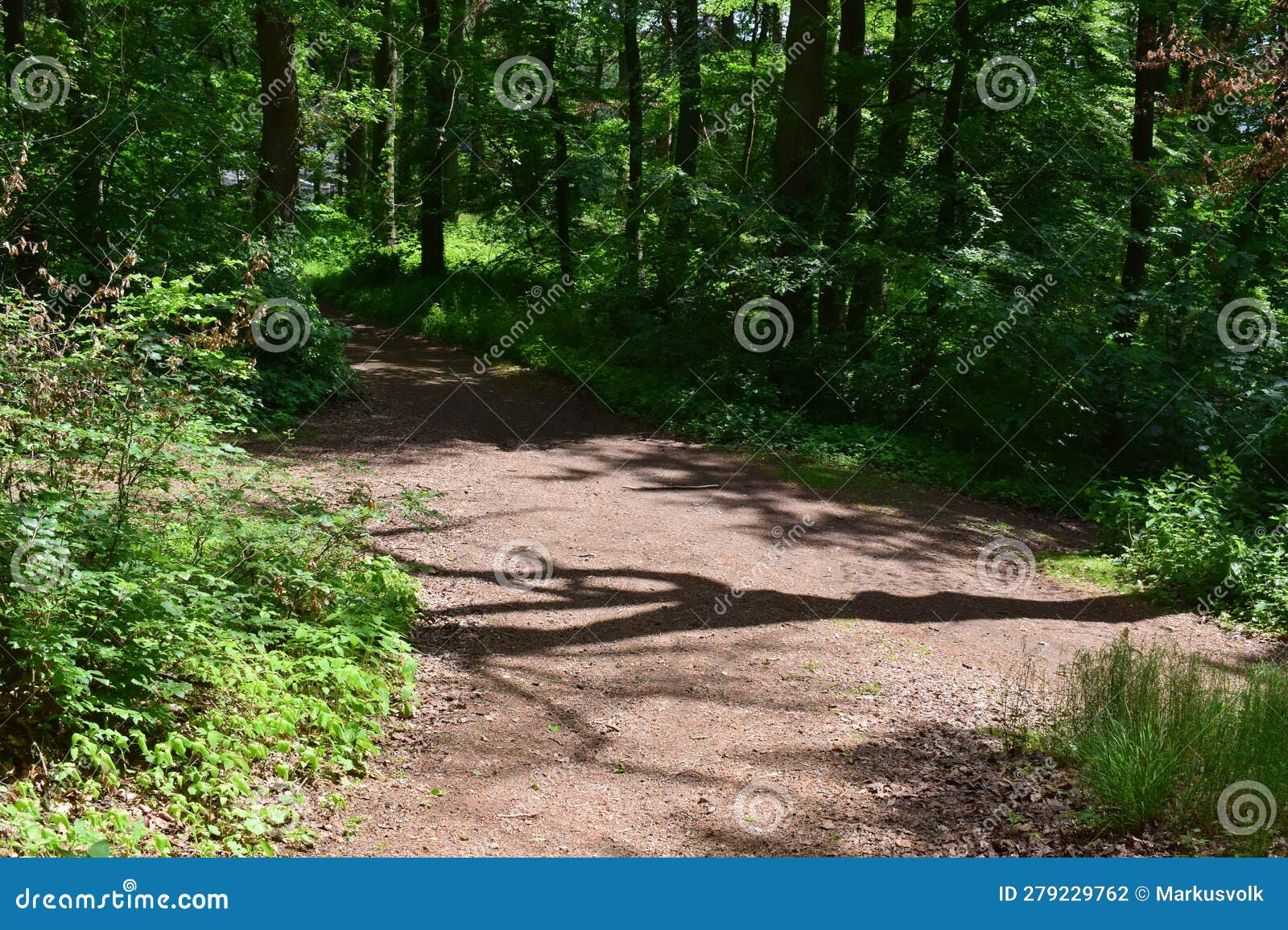 Tree Shadow on a Forest Path Stock Photo - Image of shadow, jungle ...