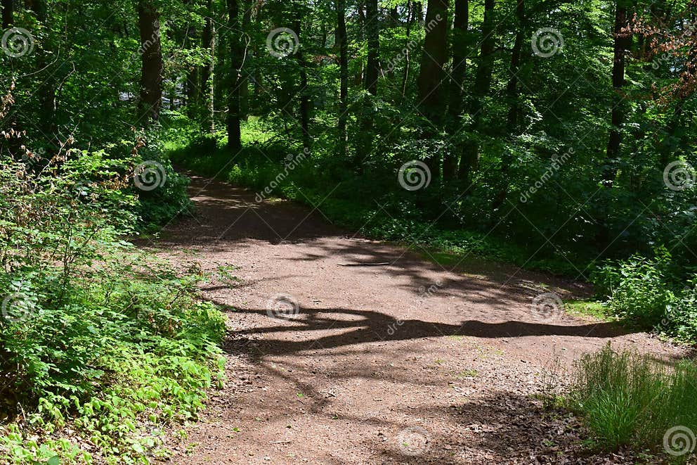 Tree Shadow on a Forest Path Stock Photo - Image of shadow, jungle ...