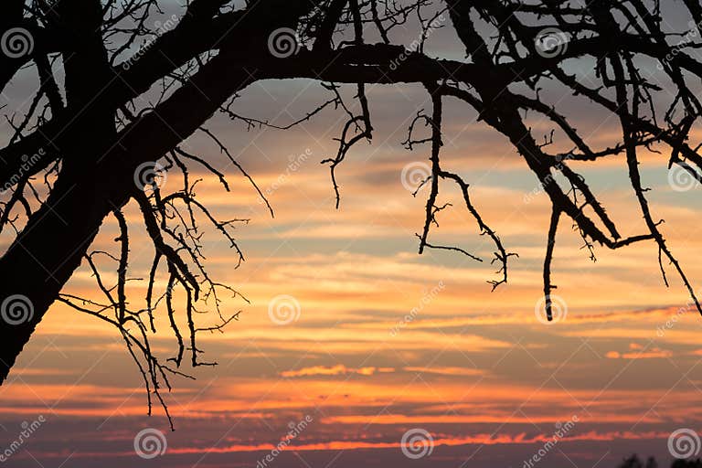 Tree shadow stock photo. Image of sunset, landscape, tree - 60701768
