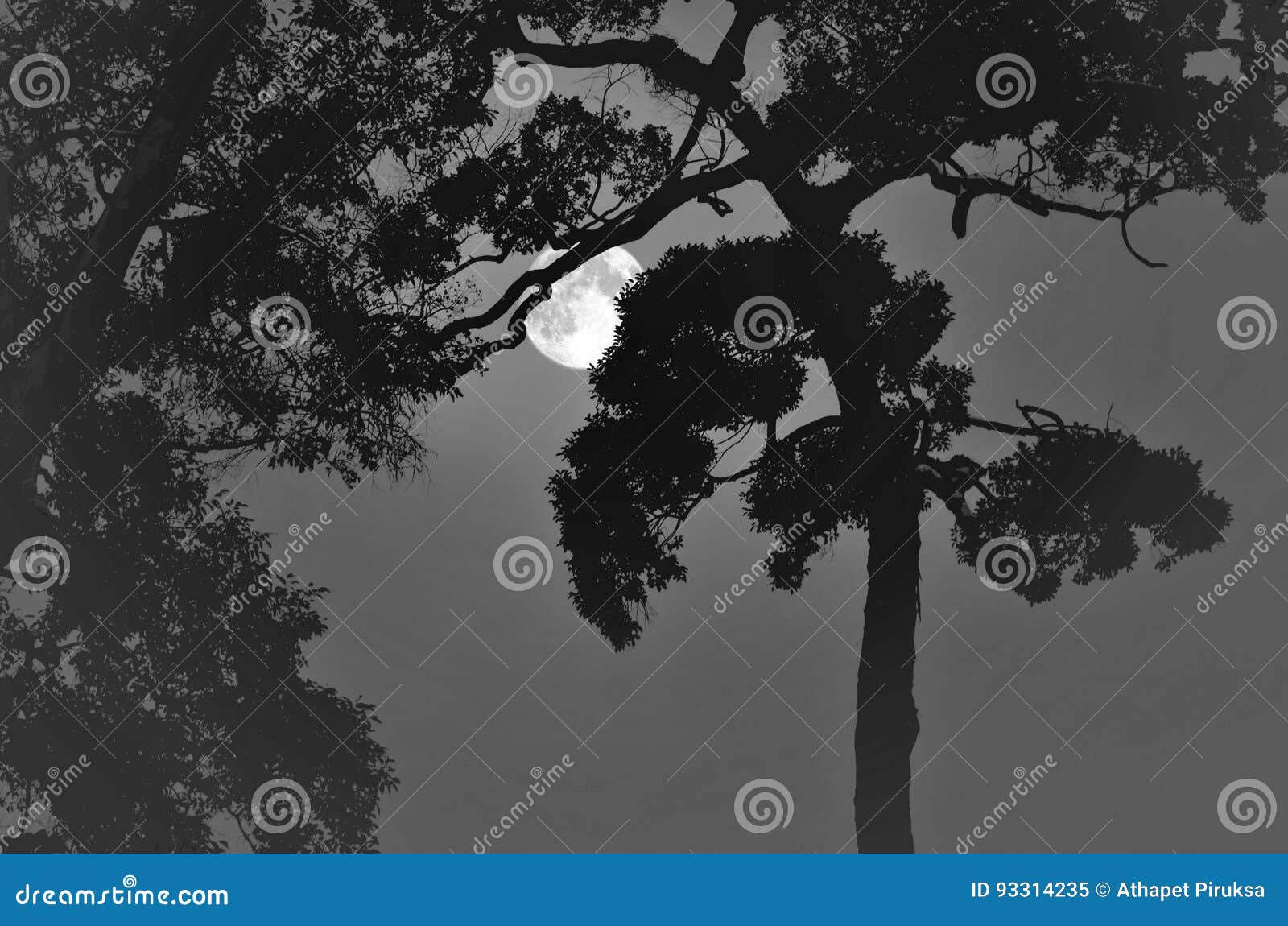 Tree Shadow and Full Moon in the Night Stock Image - Image of shadow ...