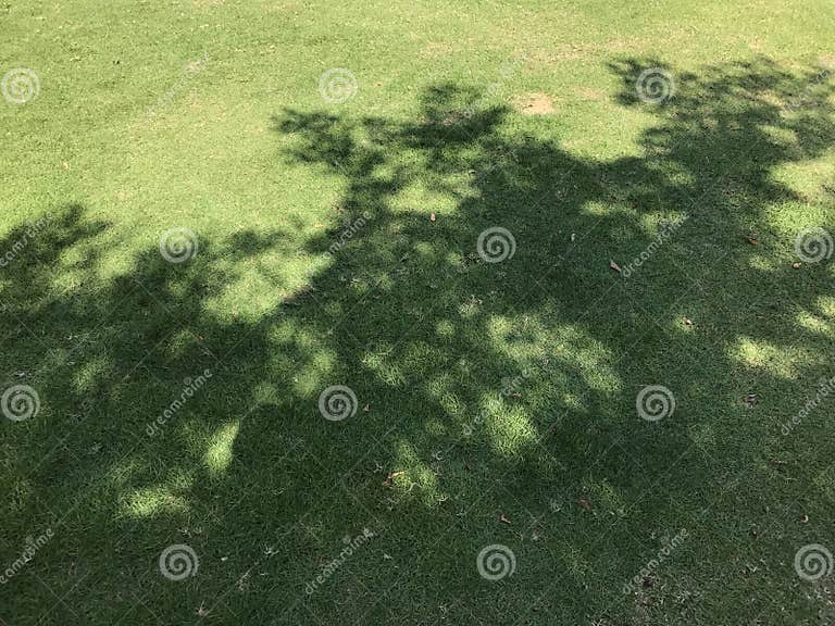 Tree shadow on grass field stock image. Image of shadow - 90027583
