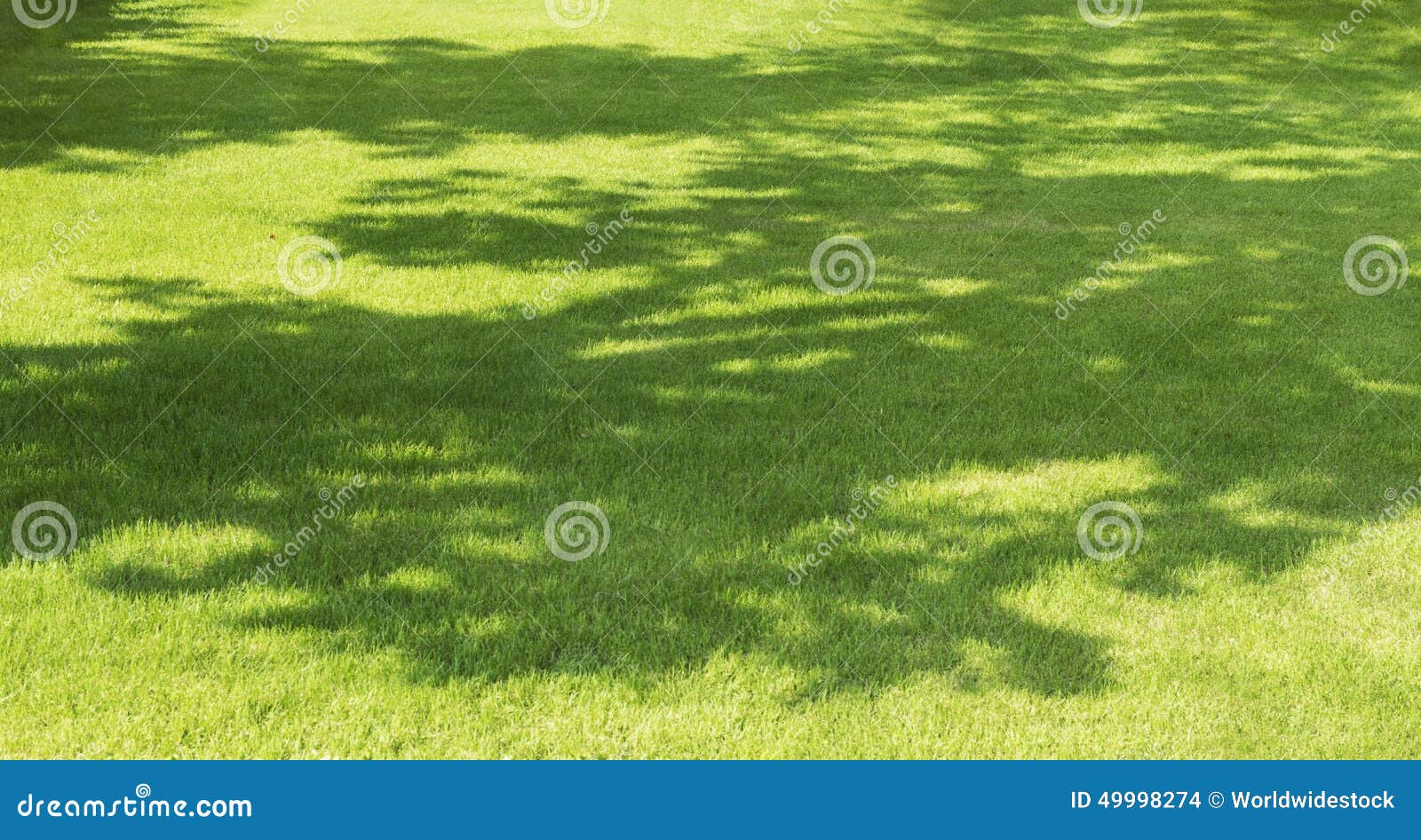 Tree shadow on grass stock photo. Image of background - 49998274
