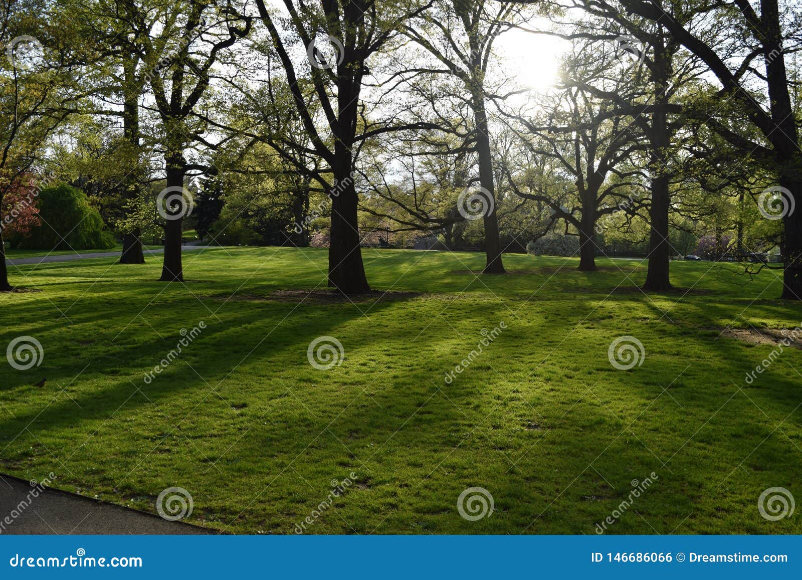 Tree shadow on the grass stock photo. Image of leaving - 146686066