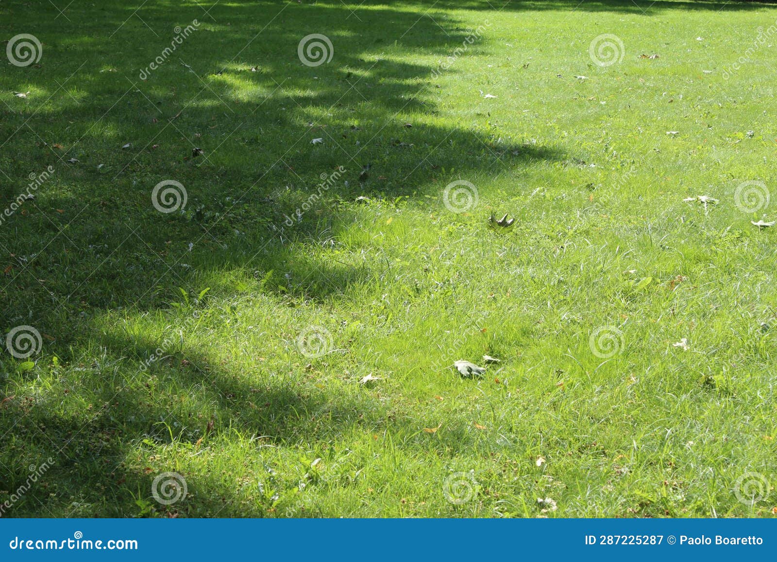 Tree shadow on green grass stock image. Image of plant - 287225287